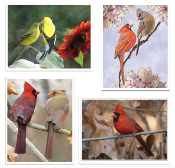 Bird Stickers! Pack of Four Bird Stickers ST2 – Pam Branch Designs